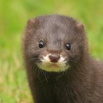 European mink Meme Generator - Imgflip