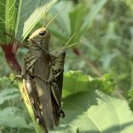 Grasshopper Meme Generator - Imgflip