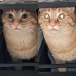 Laser cat activated Meme Generator - Imgflip