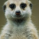 meerkat Meme Generator - Imgflip