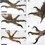 TALON Meme Generator - Imgflip