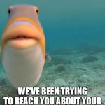 staring fish Meme Generator - Imgflip