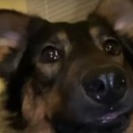 doggy Meme Generator - Imgflip
