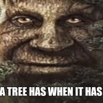Wise mystical tree Meme Generator - Imgflip