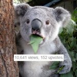 Surprised Koala Meme Generator - Imgflip