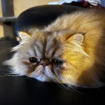 What your cat daydreams about Meme Generator - Imgflip