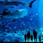 Aquatic Meme Generator - Imgflip