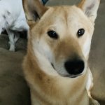 Vivid Duo Dogs Meme Generator - Imgflip