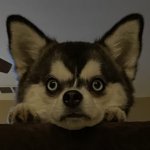 Lexi Meme Generator - Imgflip