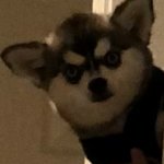 Lexi Meme Generator - Imgflip