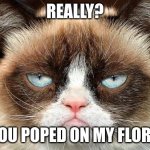 Grumpy Cat Not Amused Meme Generator - Imgflip