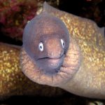 Supersized eel Meme Generator - Imgflip