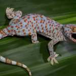 Tokay Gecko Meme Generator - Imgflip