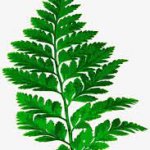 leaf Meme Generator - Imgflip