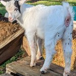 Dingleberry Meme Generator - Imgflip