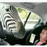 Zebra Meme Generator - Imgflip