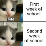 Cute cat hehe and not hehe Meme Generator - Imgflip