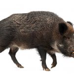 Wild Boar Meme Generator - Imgflip