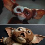 Gizmo Meme Generator - Imgflip