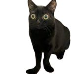 jinx Meme Generator - Imgflip