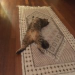 Kater Meme Generator - Imgflip