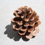 Pinecone Meme Generator - Imgflip