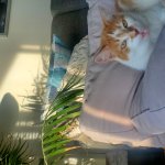 2 cats Meme Generator - Imgflip