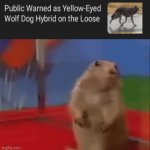 Dramatic Chipmunk Blank Template - Imgflip