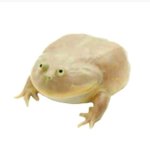 Mittwochsfrosch Meme Generator - Imgflip
