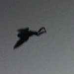 mothman Meme Generator - Imgflip