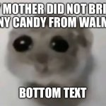 Sad Hamster Meme Generator - Imgflip