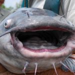 Catfish Meme Generator - Imgflip
