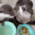 Yes Honey Meme Generator - Imgflip