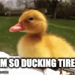 Sleepy Duckling Blank Template - Imgflip