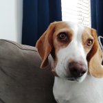 What Da Dog Doin Meme Generator - Imgflip