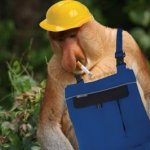 nosacz budowlaniec Meme Generator - Imgflip