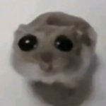 Bitti Meme Generator - Imgflip
