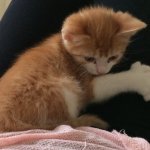 Cat scared Meme Generator - Imgflip