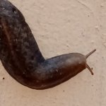 Silly slug Meme Generator - Imgflip