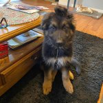 Whatever Meme Generator - Imgflip