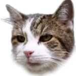 Larry Meme Generator - Imgflip