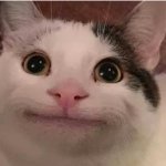 Ollie the meme cat Meme Generator - Imgflip