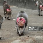 Mandrill Meme Generator - Imgflip