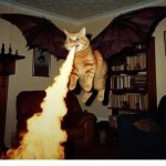 cat at 2 AM Meme Generator - Imgflip