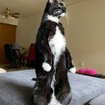 Standing Cat Meme Generator - Imgflip