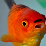 Adolf fishler Meme Generator - Imgflip