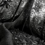 Roots. Meme Generator - Imgflip