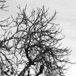 Branches in the Breeze. Meme Generator - Imgflip