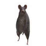 mr.rat Meme Generator - Imgflip