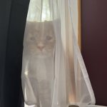 halp cat Meme Generator - Imgflip